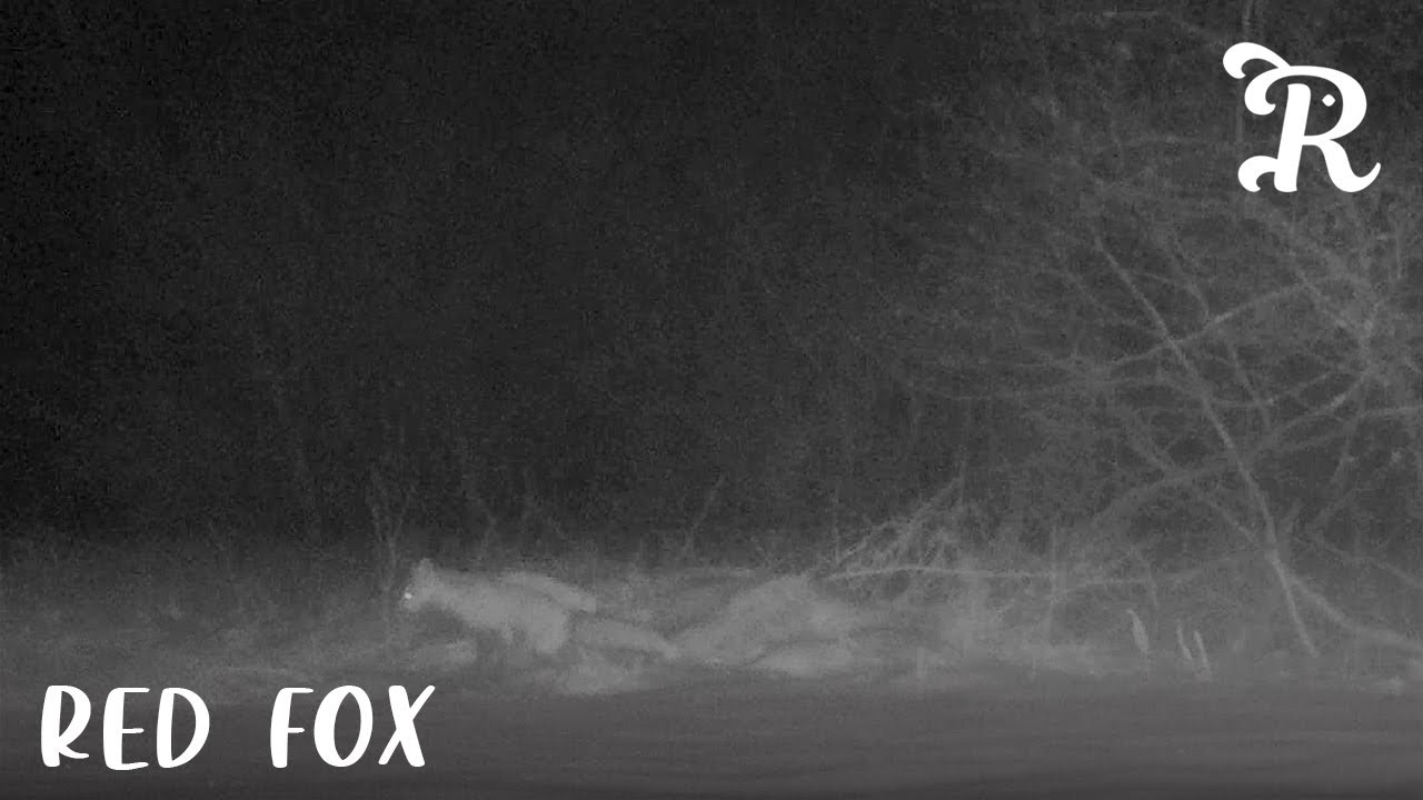 Red Fox | Trail Cams | 3 Clips | 1 Animal Each | Winter - YouTube