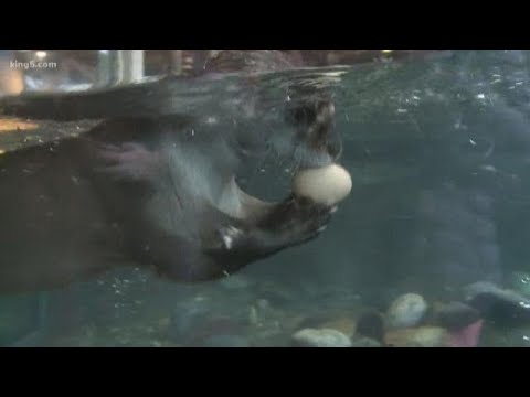 Lone otter gets a friend at Seattle Aquarium - YouTube