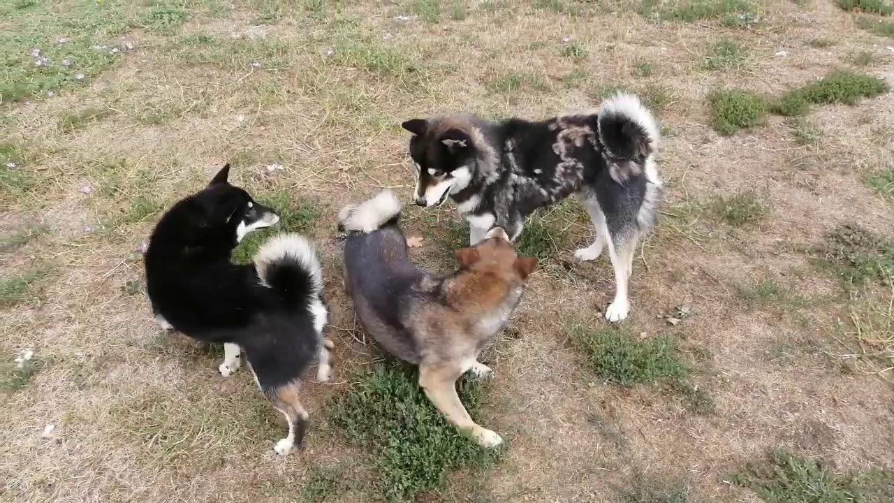 Shiba Inu sésame, the Queen mom and her daughters💕 - YouTube