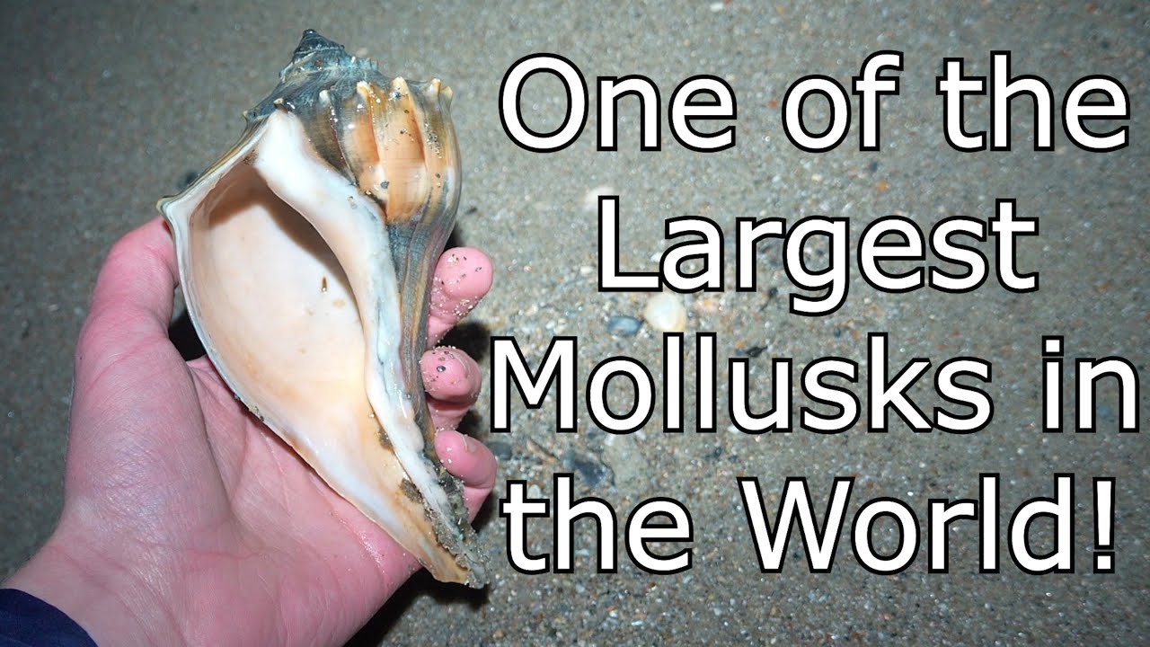 Seashell Identification: Whelks (Busyconidae) - YouTube