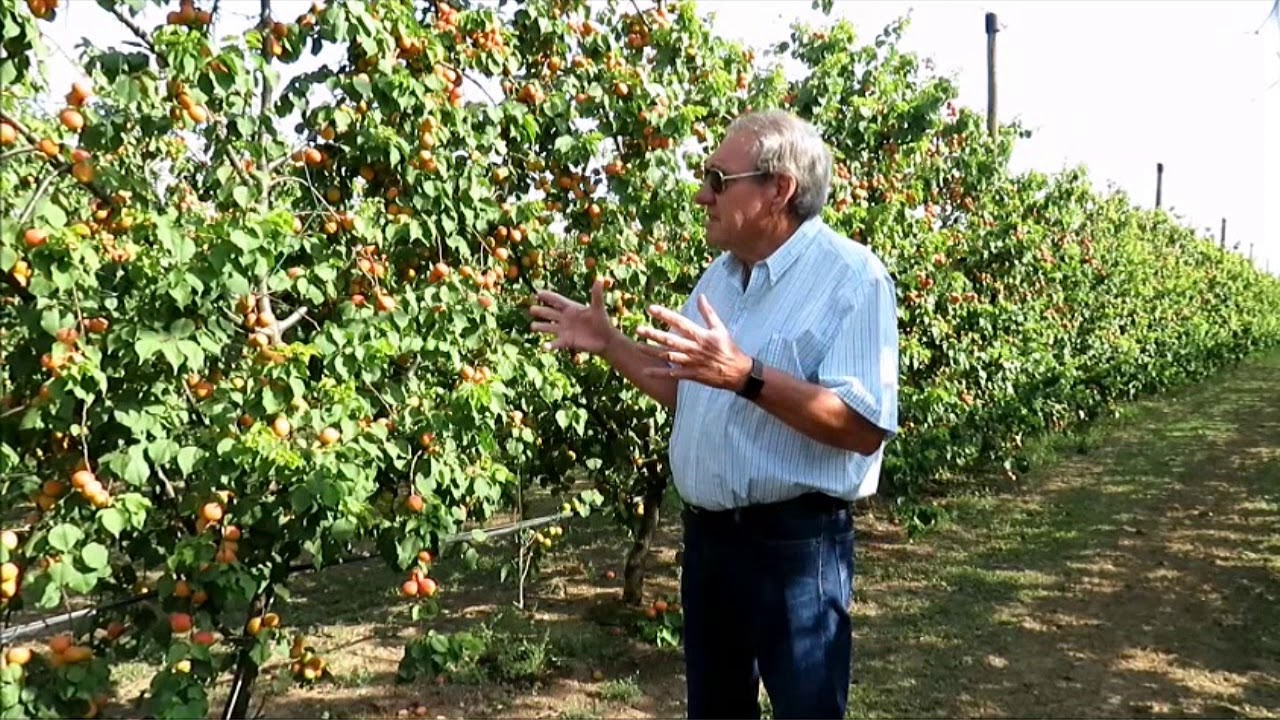 Entrevista a Ramón Torá Técnico Agrícola - YouTube