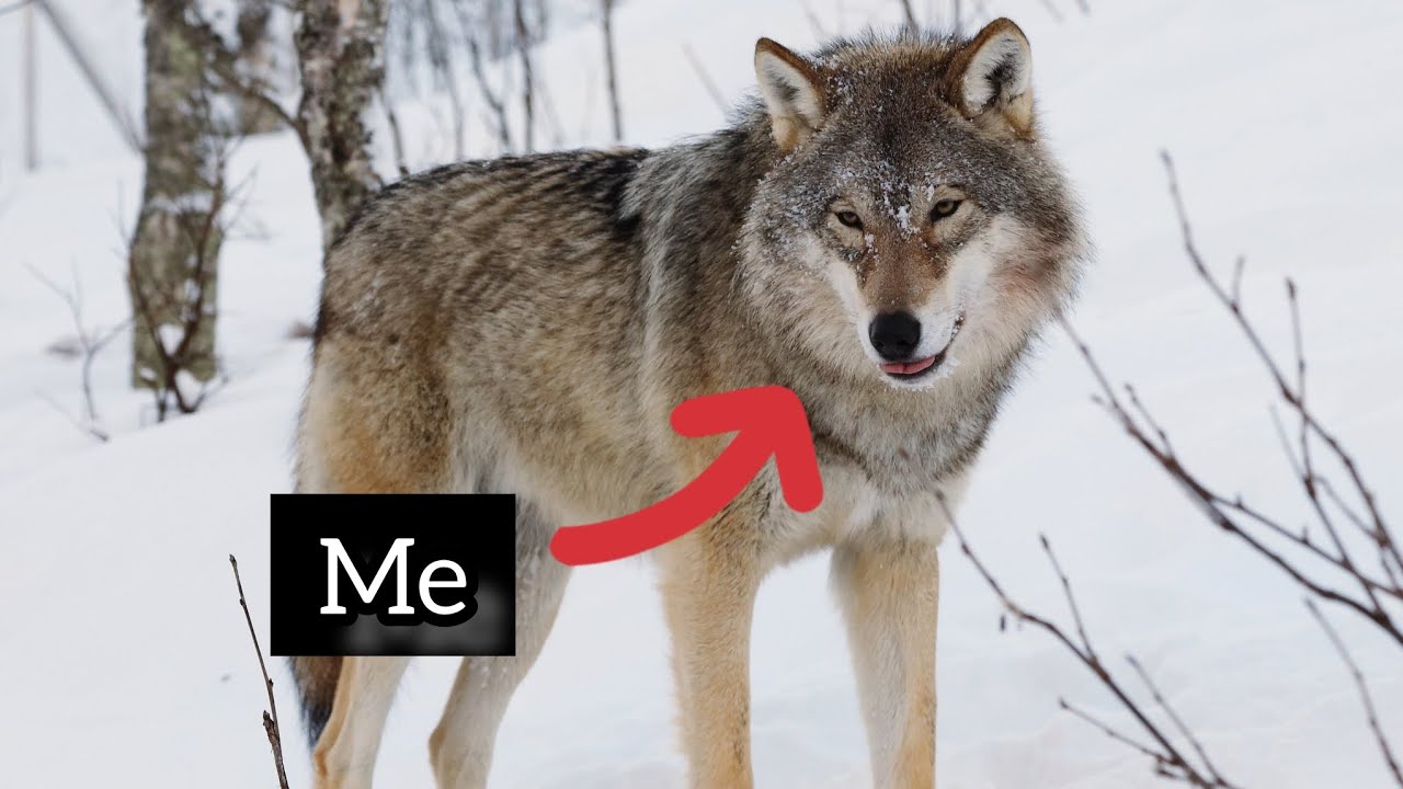 i just turn into wolf |malayalam|maxdchannel - YouTube