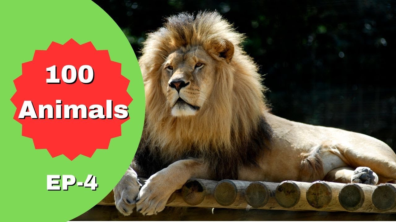 Animals for Kids to Learn - 100 Animals for Kids, Toddlers and Babies ...