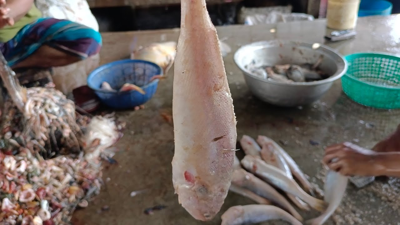 Most Amazing Poya || পোয়া ||Fish Cutting Fastest Cutting Skills Video ...