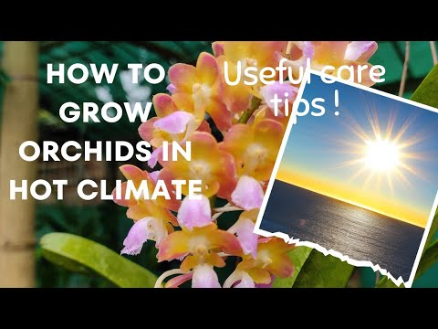 How To Grow Orchids In Desert Climate