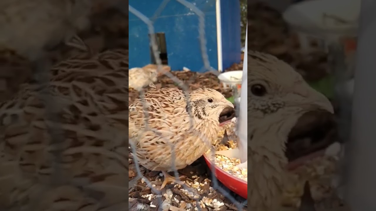 Funny Quail Dance - YouTube