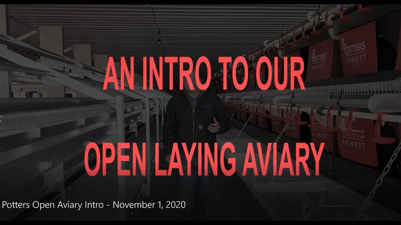 Potters Open Aviary Intro November 1, 2020 - YouTube