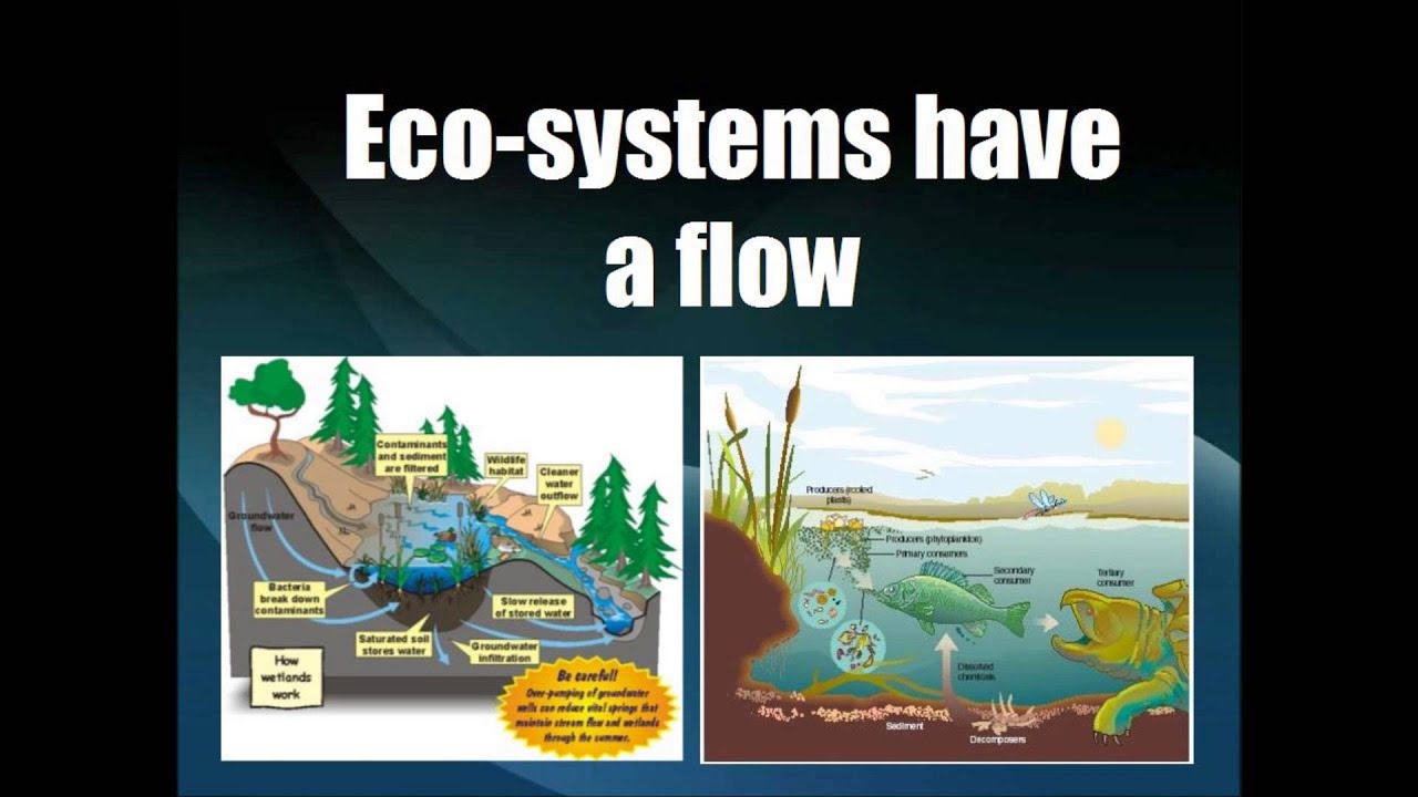 Ecosystems Song Project - YouTube