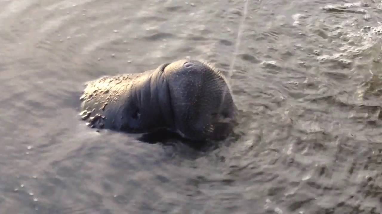 Manatee Drinking Water - YouTube