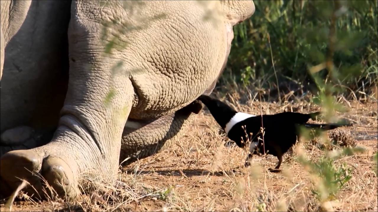 Clever crow rids rhino of tricky ticks - YouTube