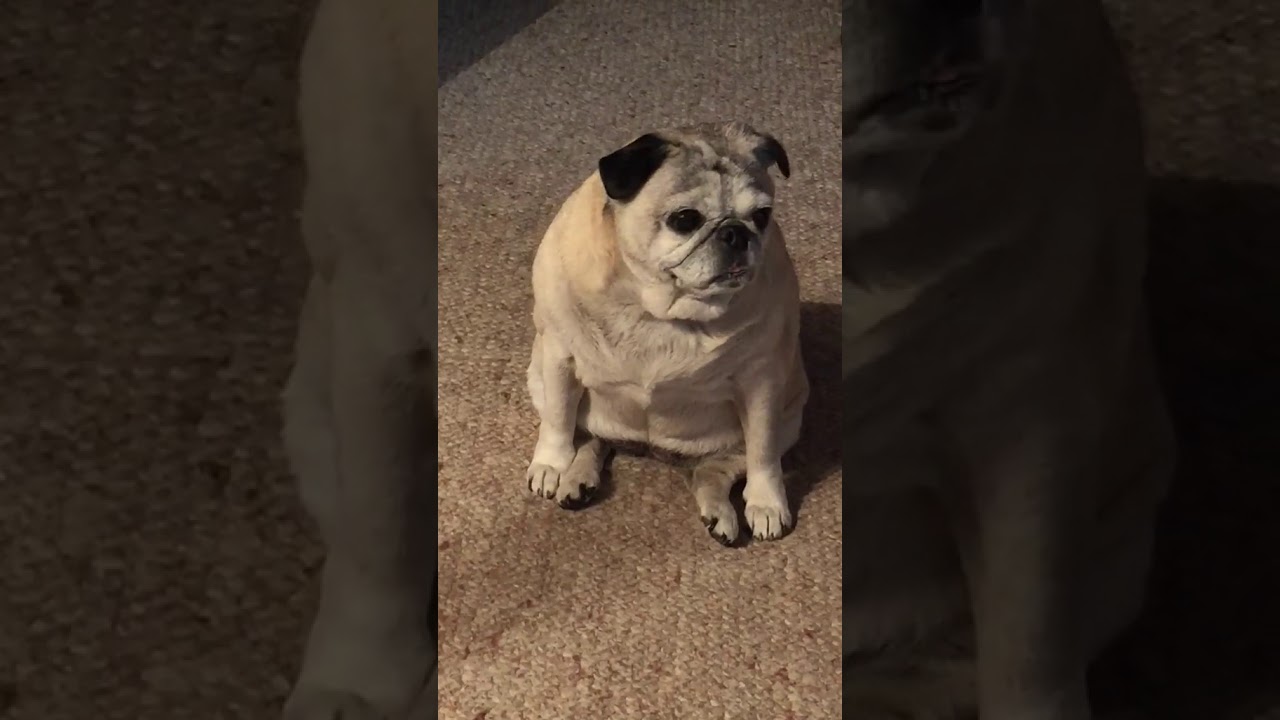 Fat pug - YouTube