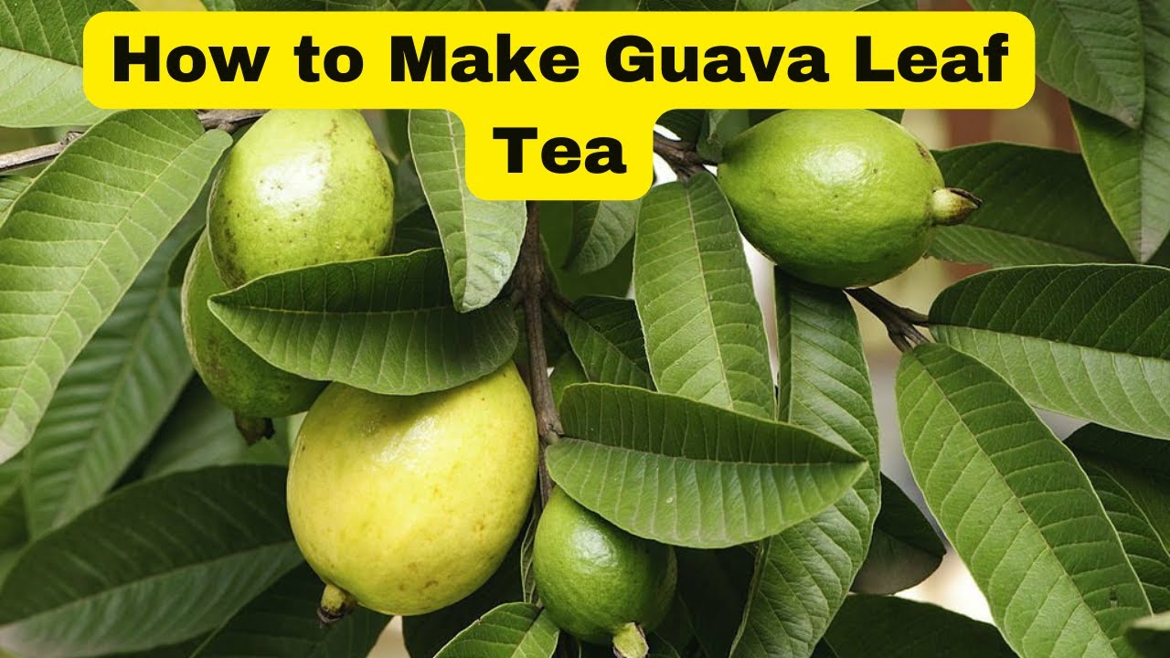 How to Make Guava Leaf Tea - YouTube