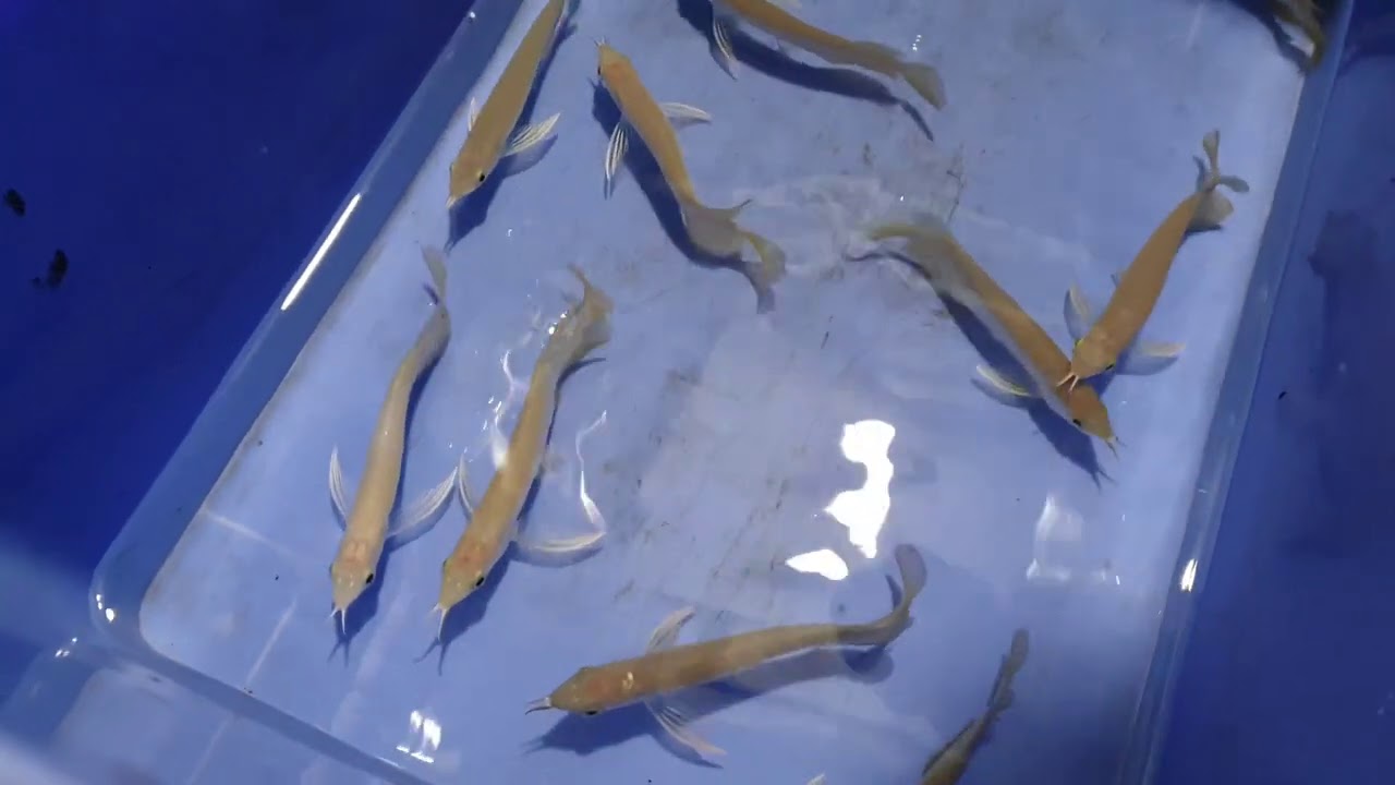 Super High Back đã có mặt tại Cá Cảnh Trung Nguyên. SL có hạn. Nhanh ...