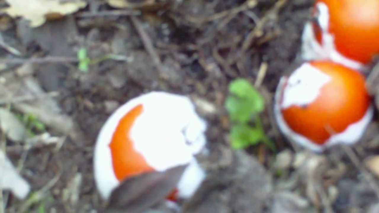 Funghi porcini neri e ovuli - YouTube