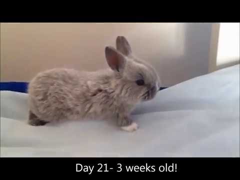 Baby Bunnies Grow Up! November 2016 Litter - YouTube