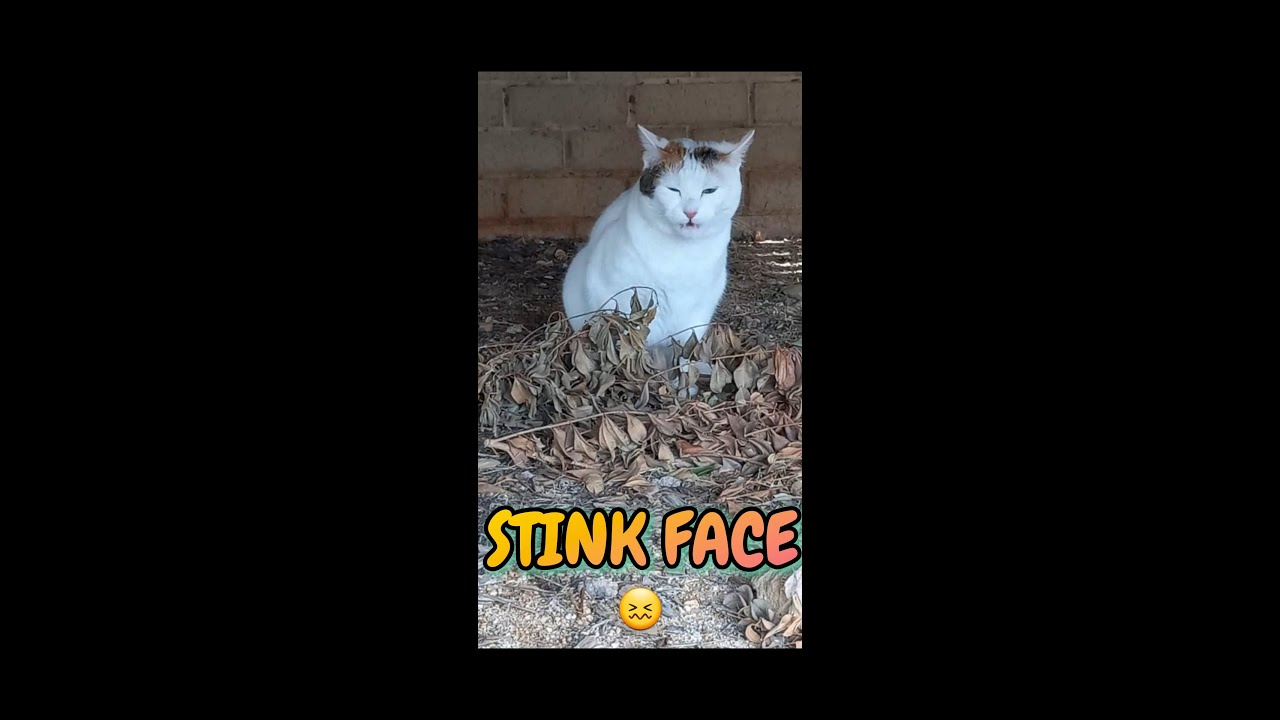 STINK FACE . Cat picks up the smell of another stinky cat that had been ...