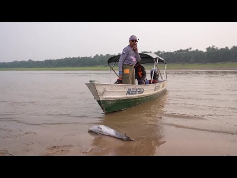 Baby dolphins wash up on Brazil's Lake Tefe amid Amazon drought ...