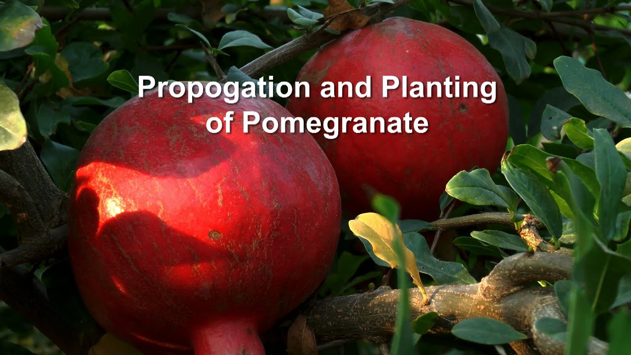 Propagation and Planting of Pomegranate - YouTube