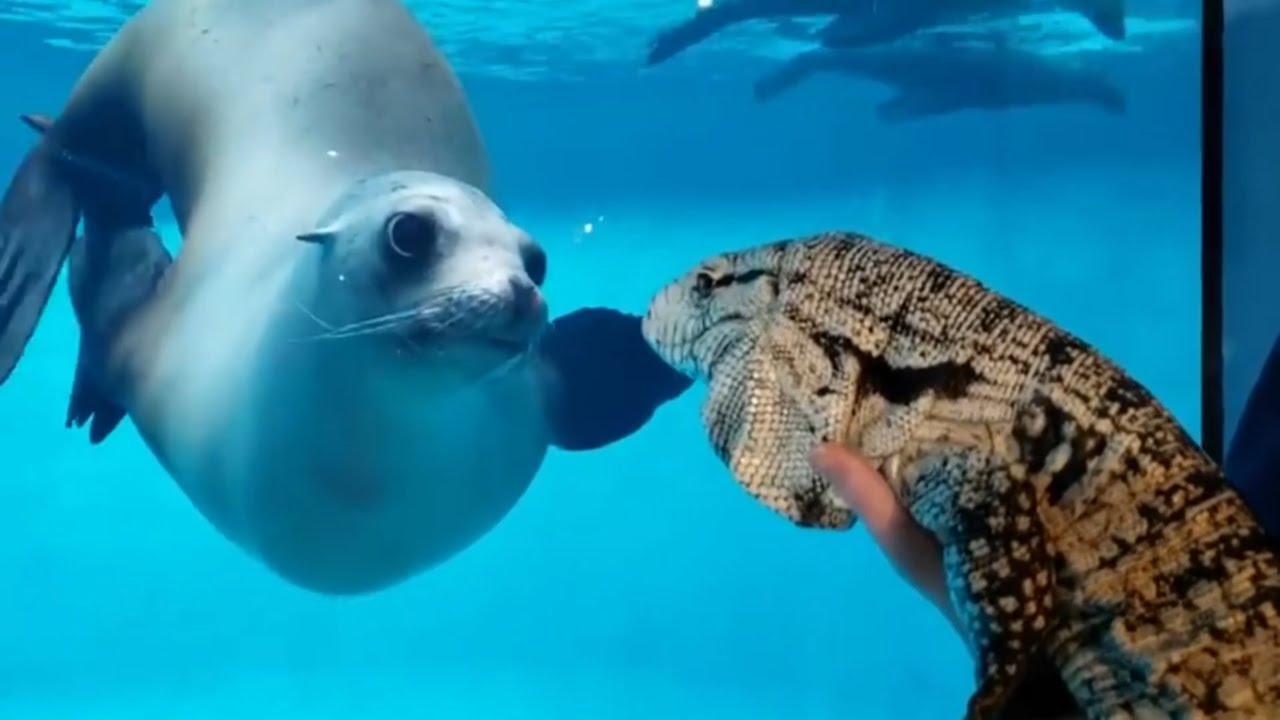 الفقمة ترى سحلية لأول مرة فى حياتها / Seals see a lizard for the first ...
