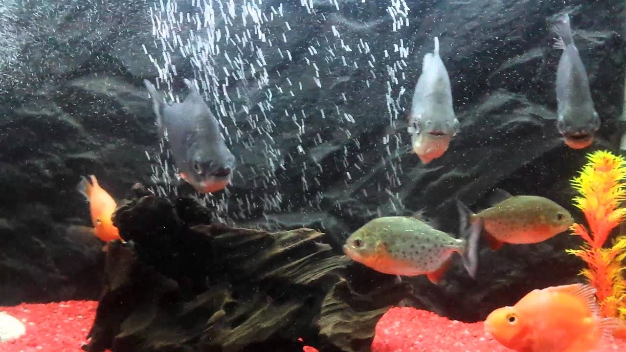 Red Belly Piranha & Pacu & Red Parrot - YouTube