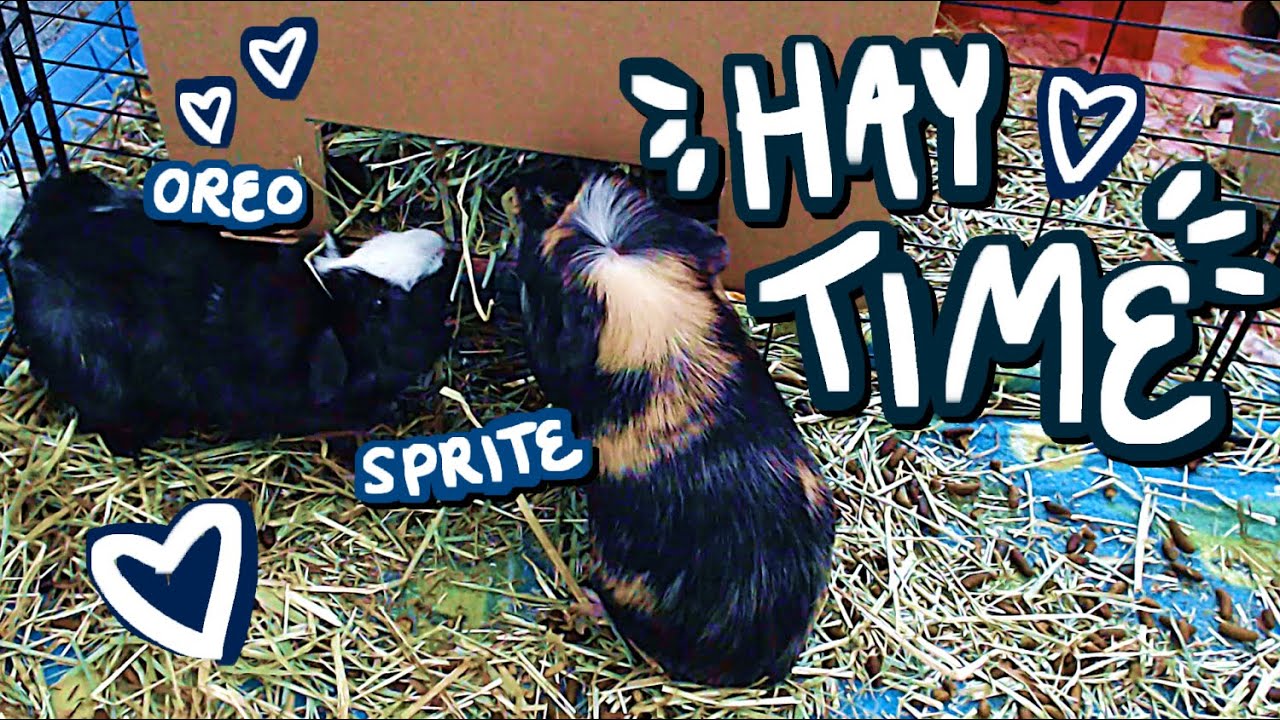 Guinea Pig CAM 🔴 LIVE STREAM (ft. Oreo, Sprite, Willy & Wooly) HUGE ...