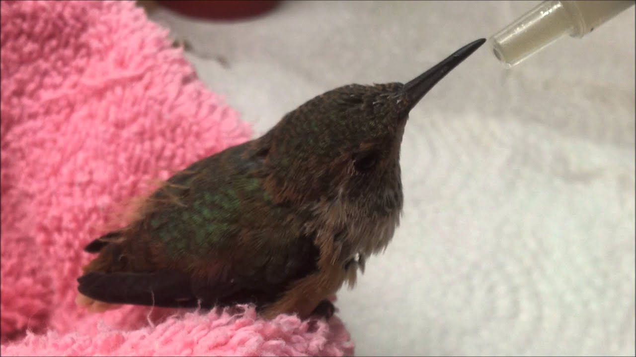 Feeding a baby hummingbird - YouTube