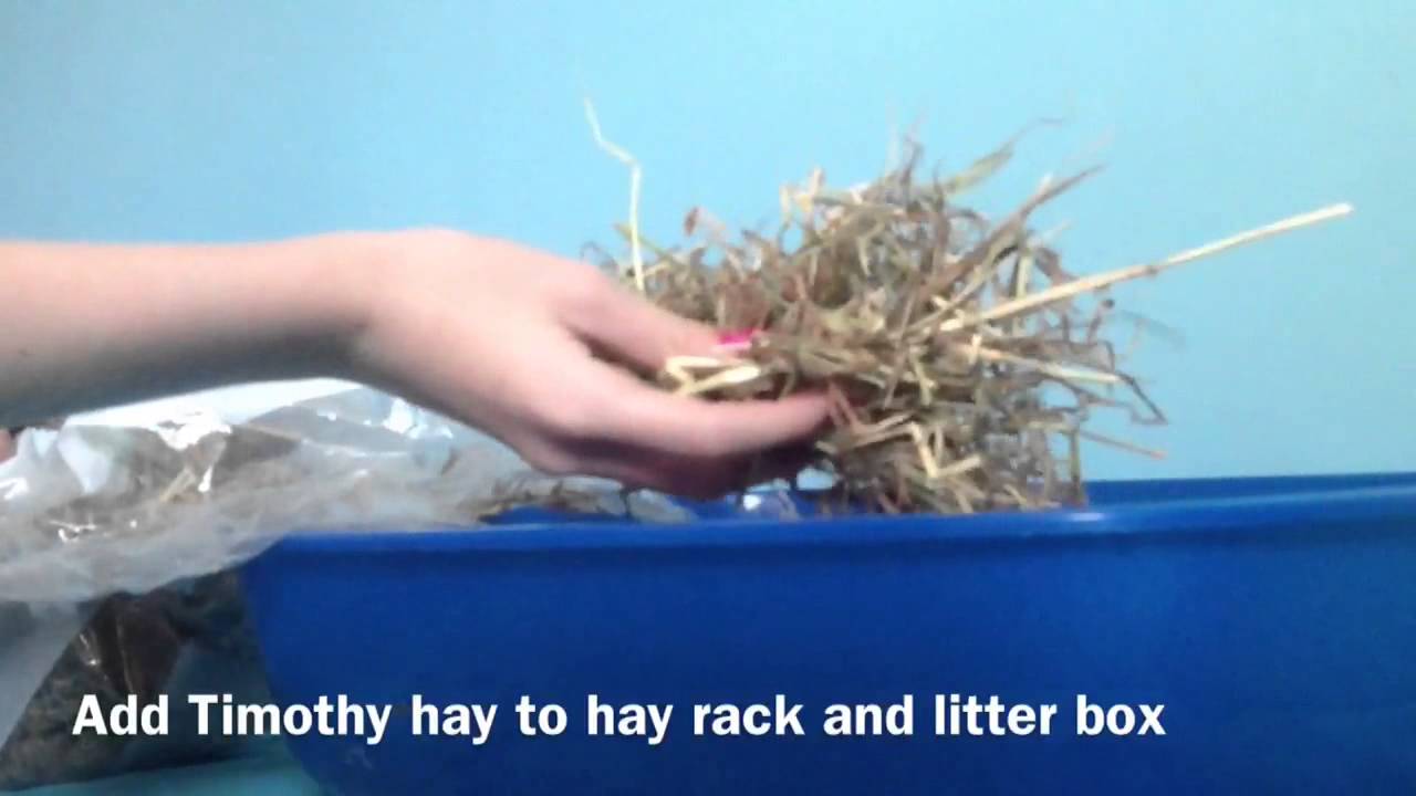 My rabbits daily routine - YouTube