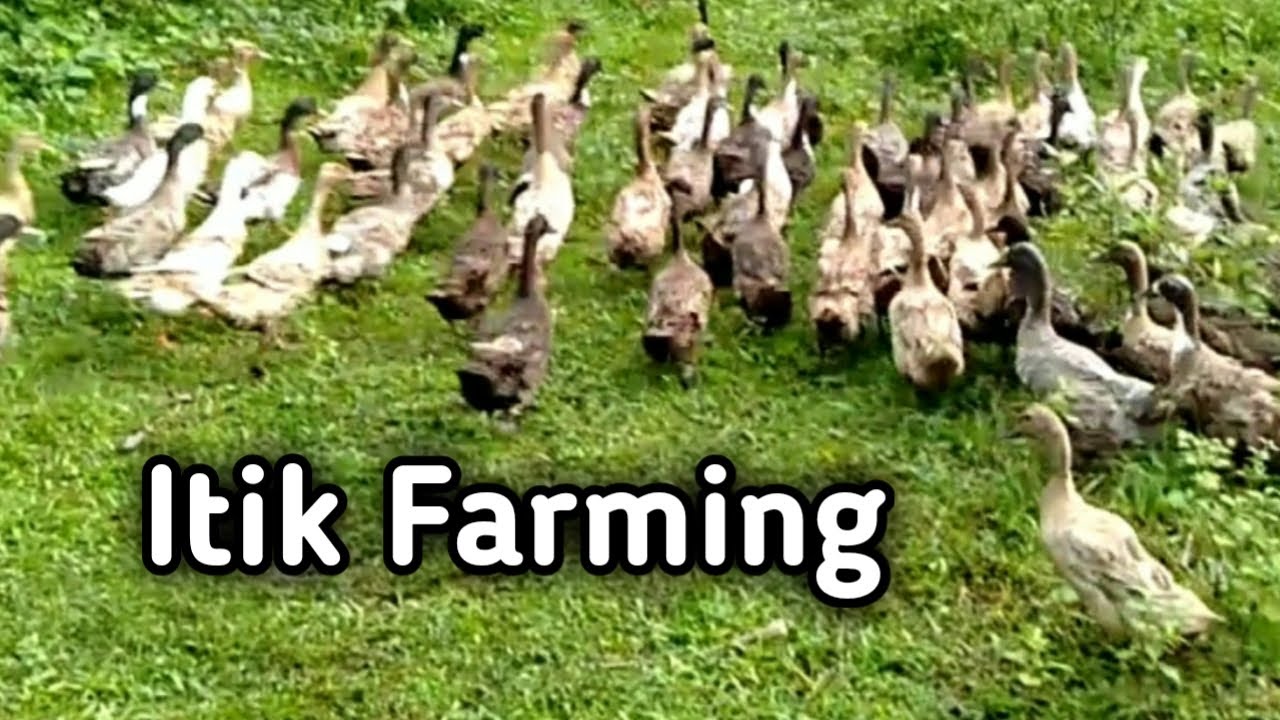 ITIKAN FARMING | TRIALS DUCK FARMING | CentTV - YouTube