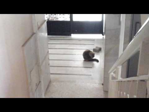 Apartmana  kedi girdi