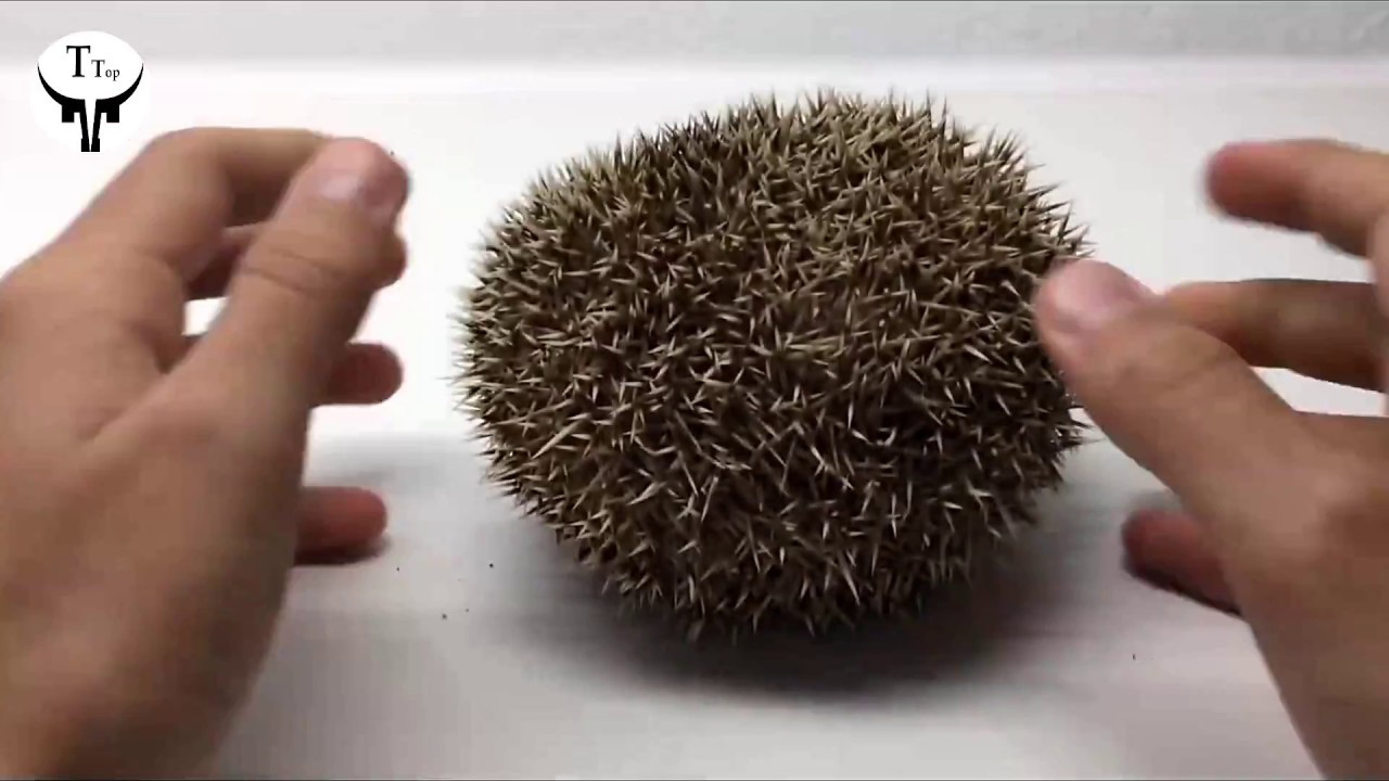 5 Mascotas Más Raras y Exòticas Del Mundo - YouTube