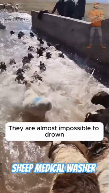 Sheep Swimming in the Sea 🌊🐏 | Natural Pool Time & Health Benefits # ...