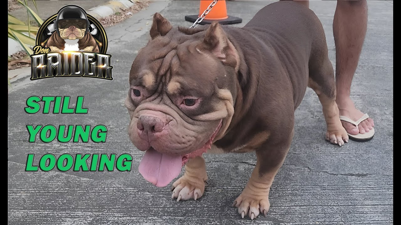 KUMAPAL LALO AT MUKHA PA DIN BATA LEONIDAS AMERICAN BULLY DOG | DON RAIDER VLOG 367 - YouTube