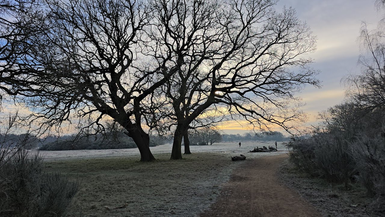 Cold winter walk in Epping Forest | England Countryside - YouTube
