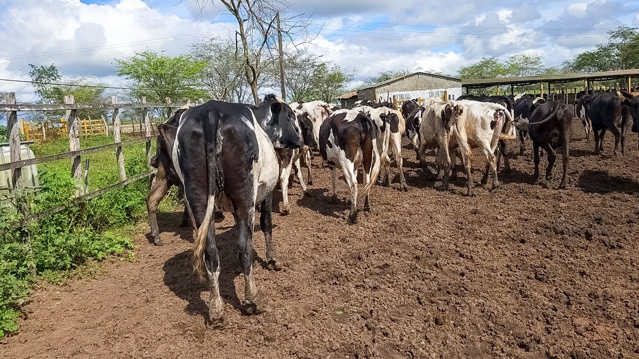 VACAS PRENHAS DE 7 E 8 MESES, ASSIM QUE PAREM DÃO MUITO LEITE - FAZENDA ...