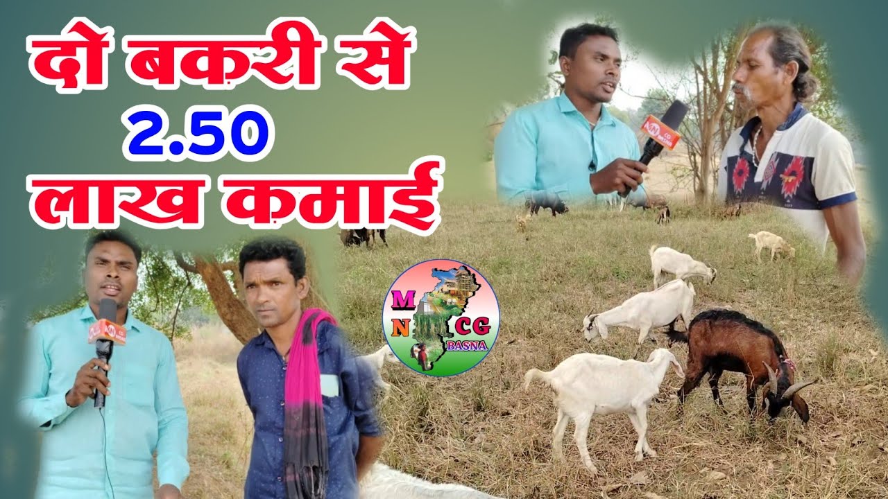 Benefits O f Goat Farming !! How To Rear Goats In Chhattisgarh - YouTube