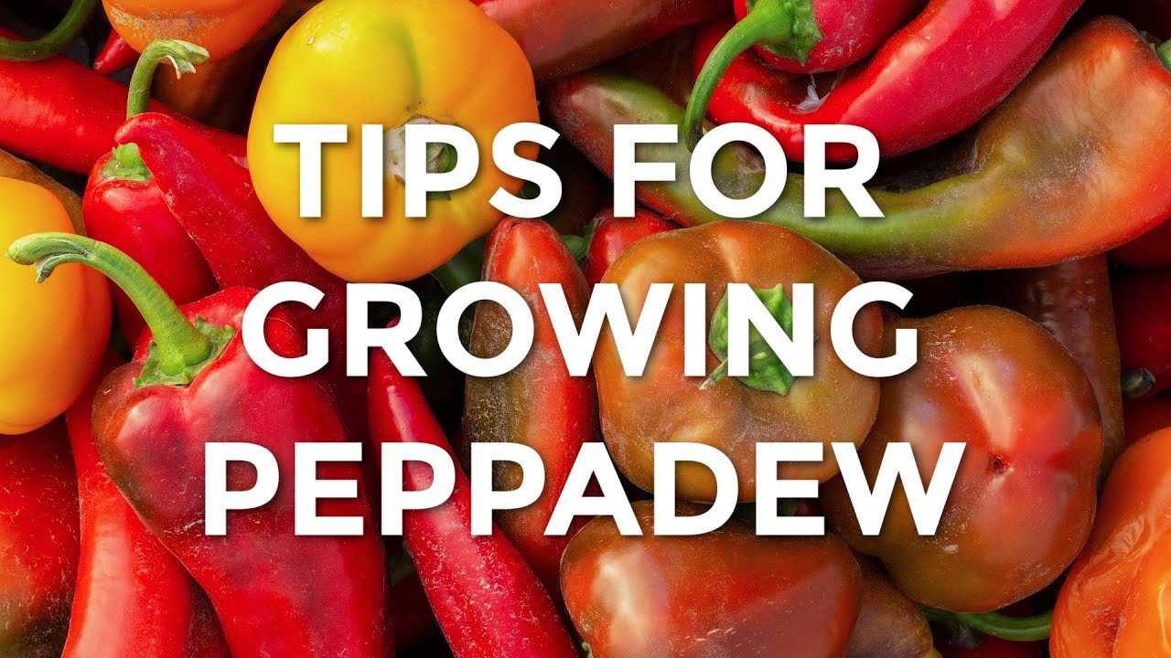 Tips For Growing Peppadew | How To Grow Peppadews - YouTube