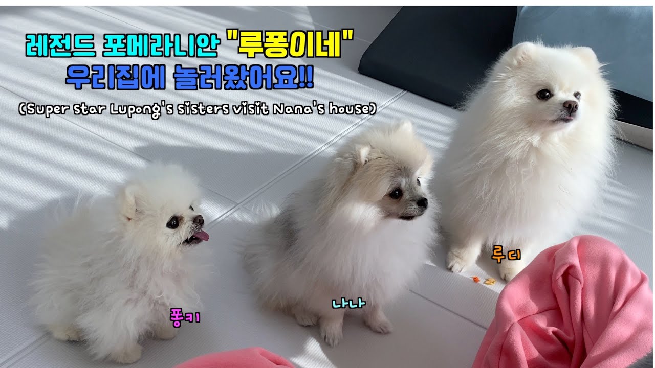 슈퍼스타 루퐁이네 우리집에 놀러왔어요~(Super star rupong's sisters visit Nana's house ...
