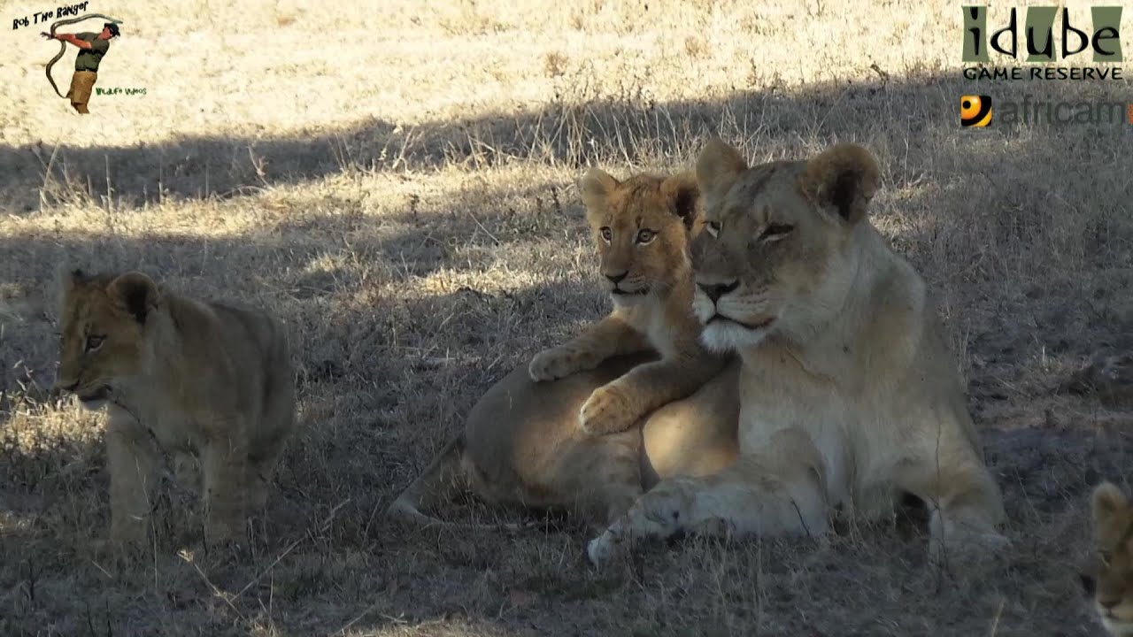 Daughters Of The Mapogo Lions - Rebuilding The Othawa Pride - 14: Out ...