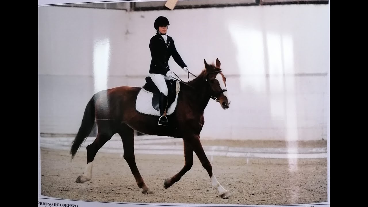 La mia prima gara di dressage -lisa- - YouTube