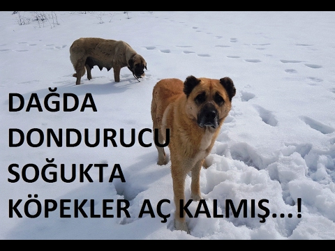 Dondurucu Soğukta Dağdaki Köpekler Aç Kalmış / Evcil hayvanlar