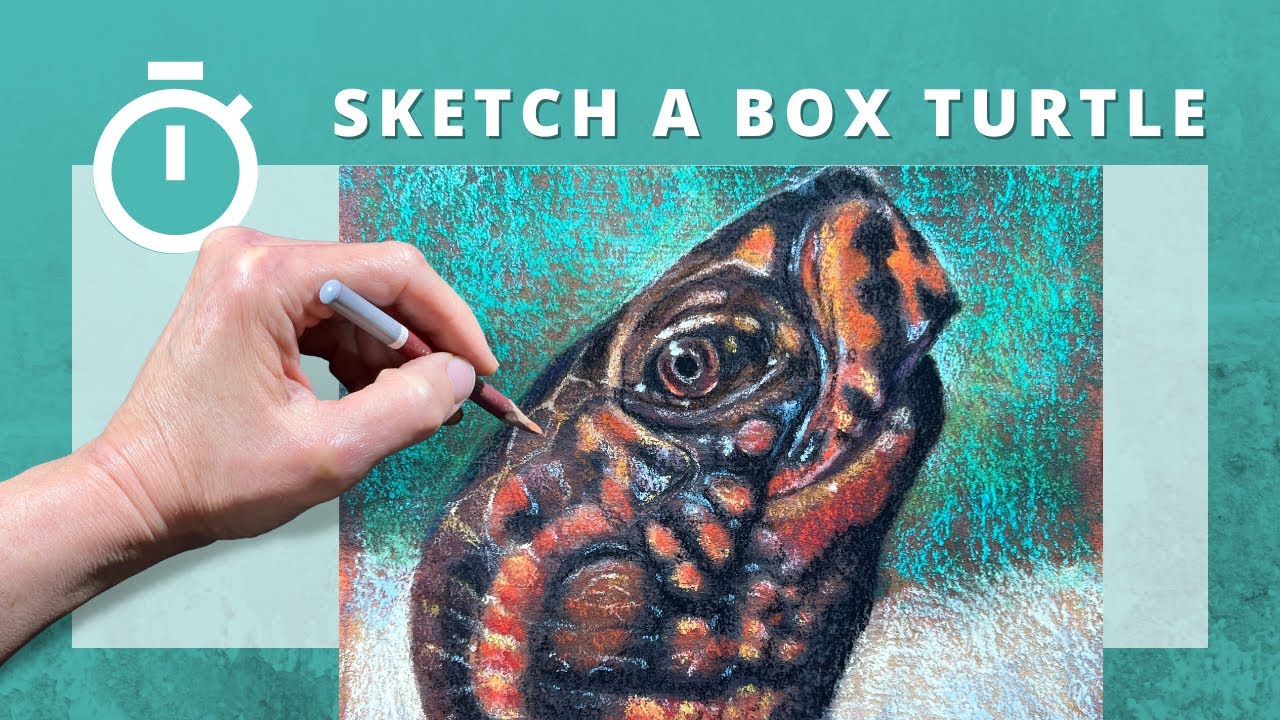 Sketch a Box Turtle | Soft Pastel Drawing | Timelapse - YouTube