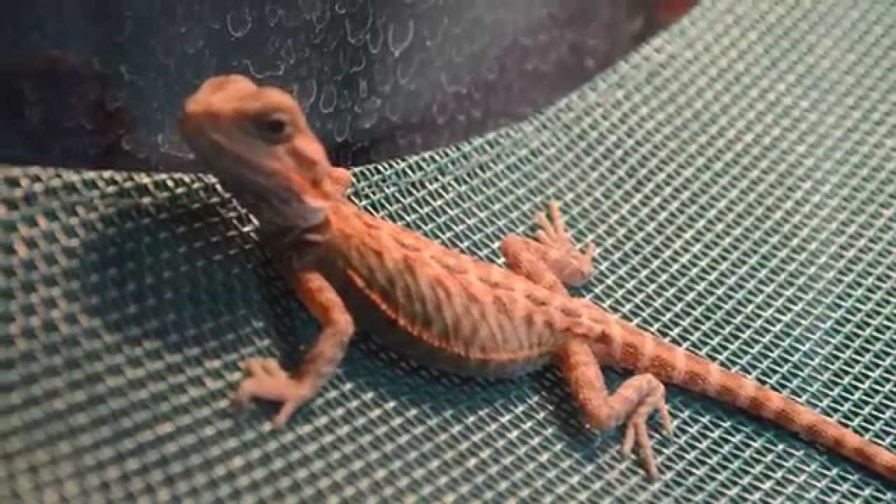 New Baby Bearded Dragon - YouTube