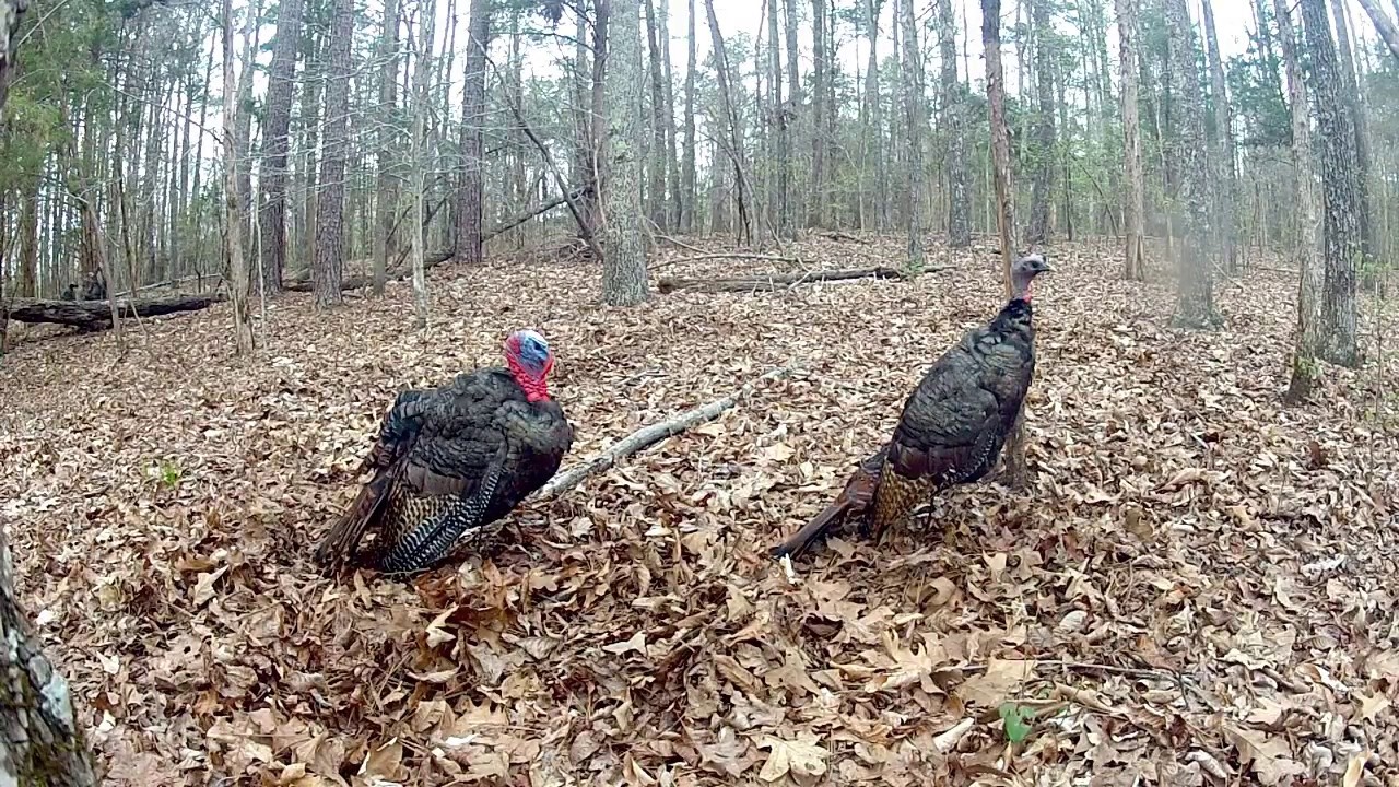 Bag R Buck Busting coyote at close range - YouTube