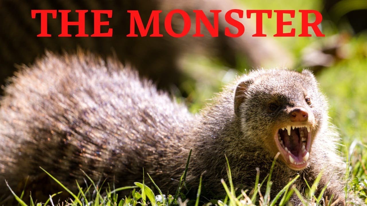 Snake (cobra)Vs Mongoose(Monster) Real Fight || The Most Amazing Attack ...