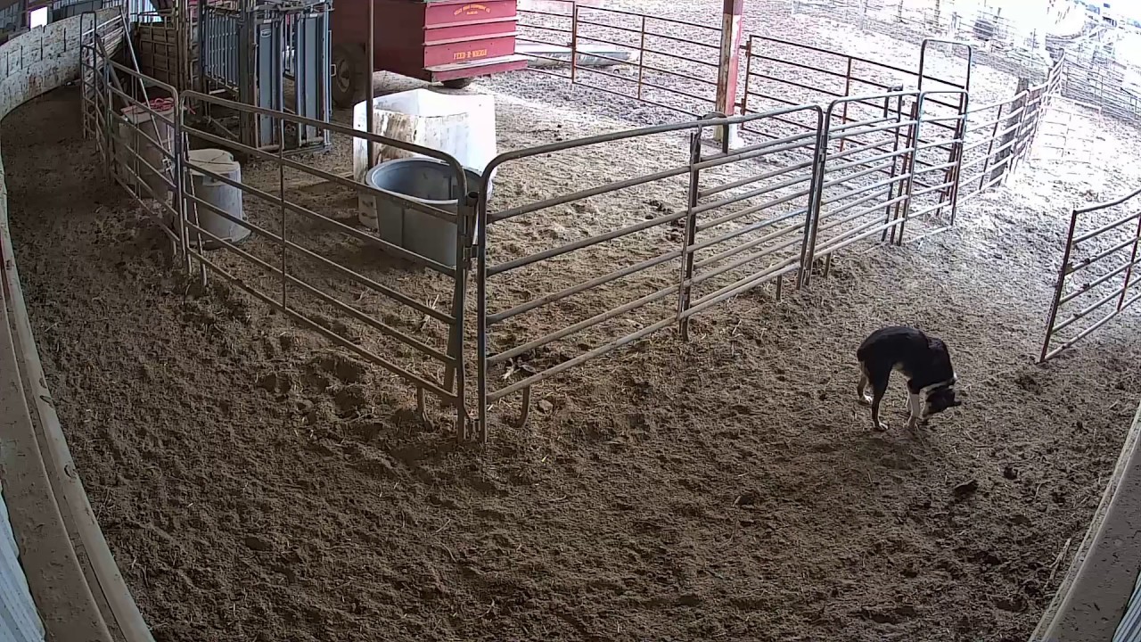 Calving Barn 20170125 081046 - YouTube