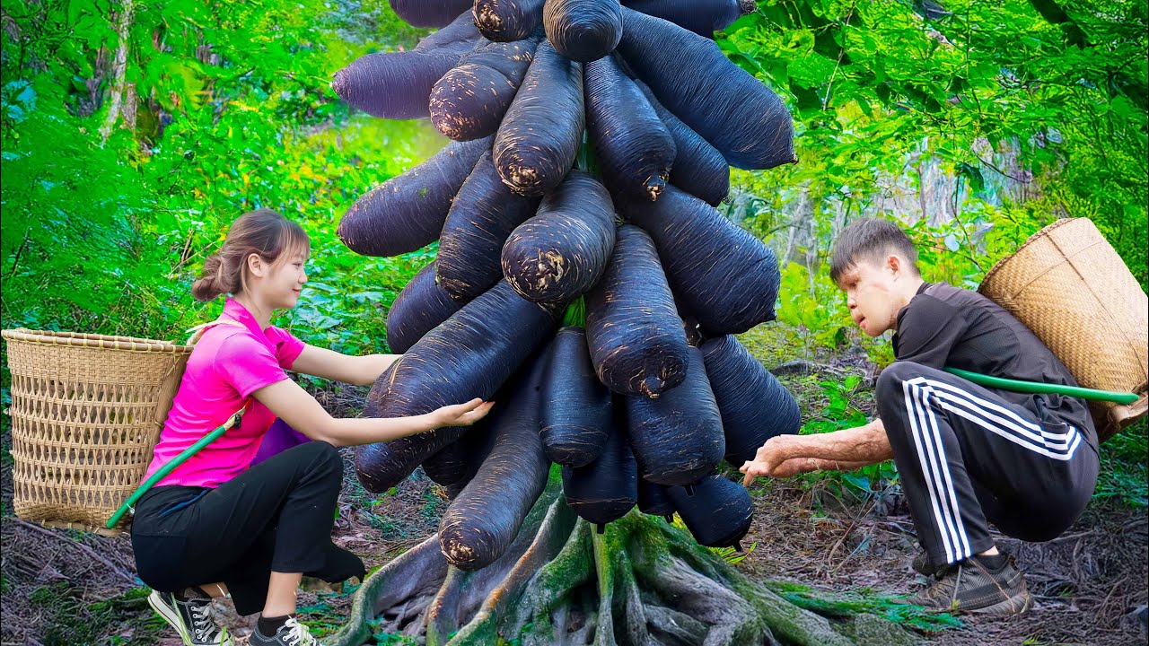 AMAZING! Harvesting Yams grown for thousands of years from Immortal ...
