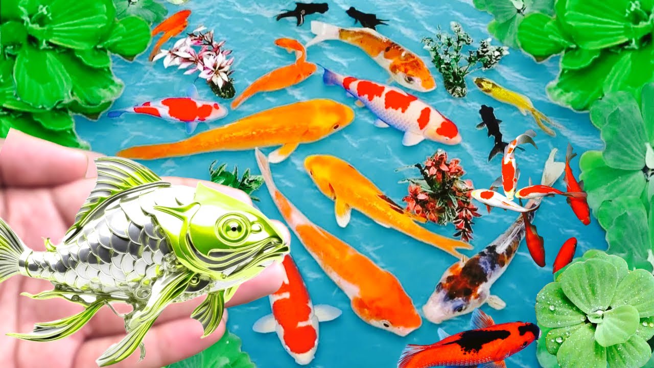 Catching colorful ornamental fish, koifish, cometfish, goldfish ...
