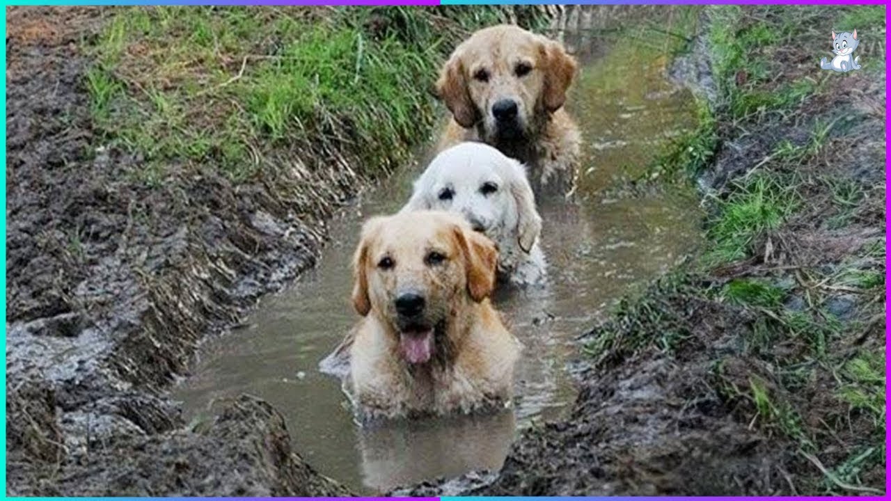 Funniest DOGS PLAYING in Mud - FUNNY DOG VIDEOS😂 - YouTube