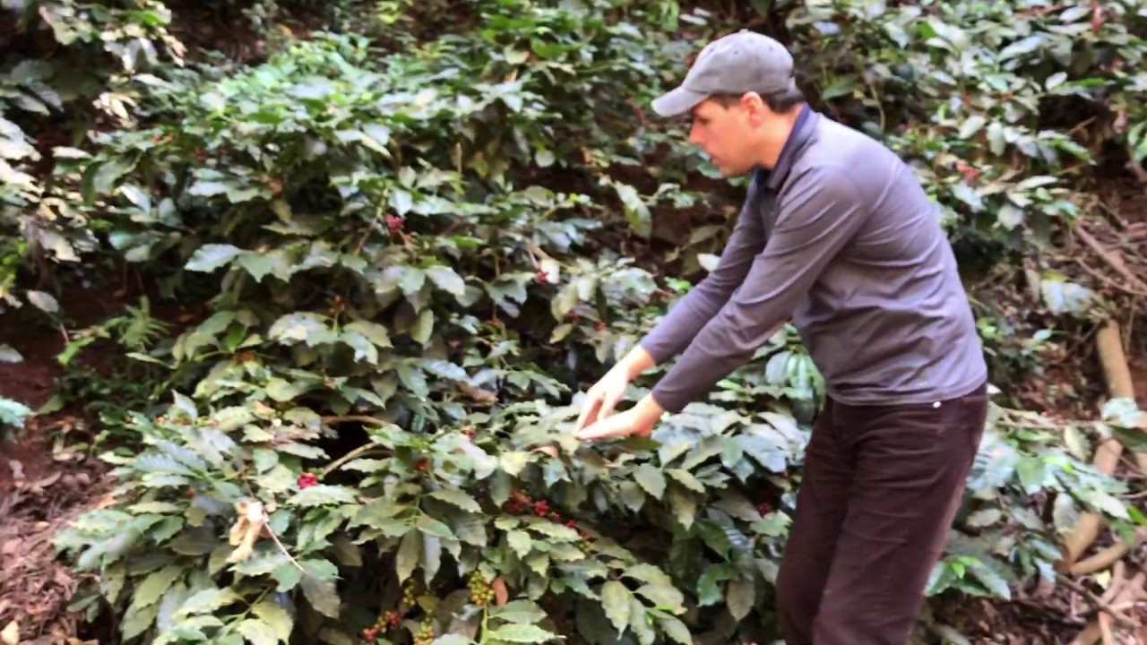 Dr. Schwarz | Coffee Pruning Method Used Explained - YouTube