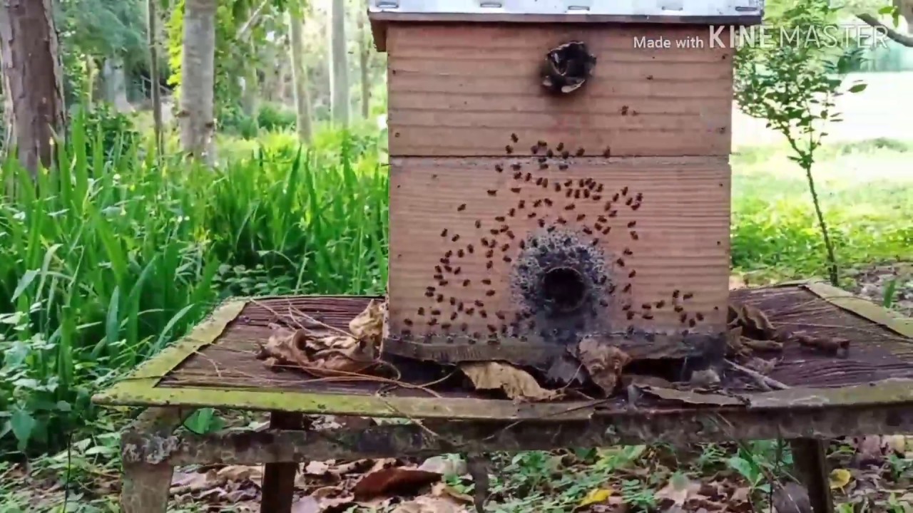 STINGLESS BEE SEMINAR PHILIPPINES - YouTube